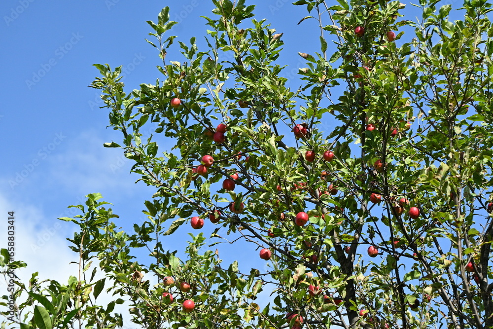 Plum-leaf crabapple / Chinese crabapple ( Malus prunifolia ) fruits ...