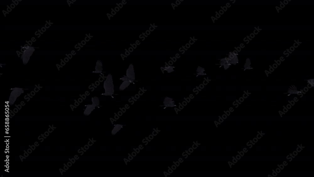 22 Black Raven Birds - Flying Transition V - MS - Realistic 3D ...