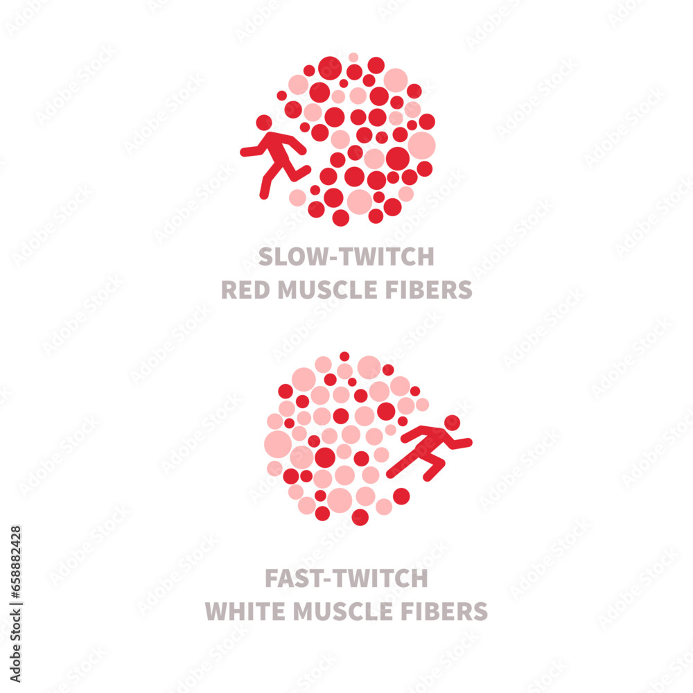 Skeletal muscle fiber types with slow twitch and fast twitch ...
