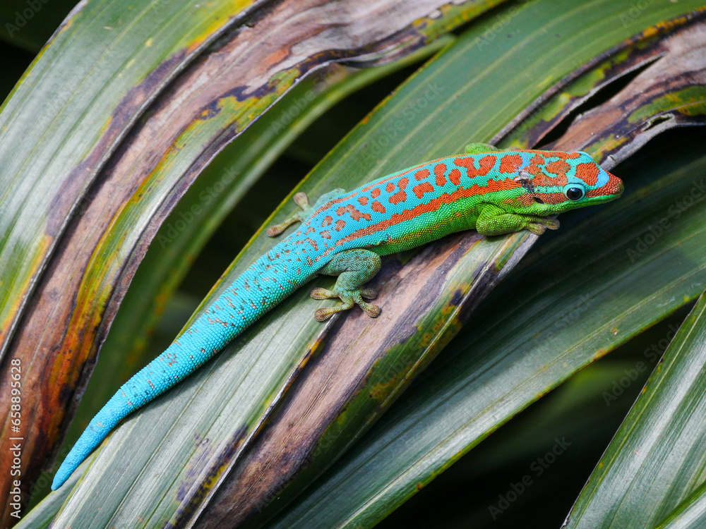 Blue-tailed ornate day Gecko, protected endemic species of Mauritius ...