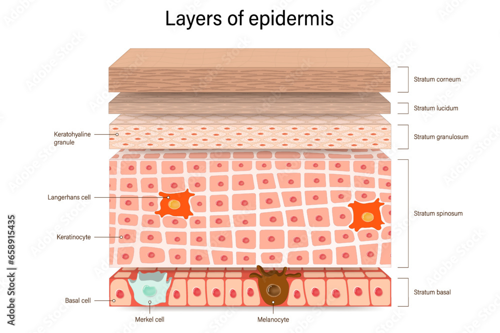 Structure of epidermis vector. Anatomical structure of human skin ...