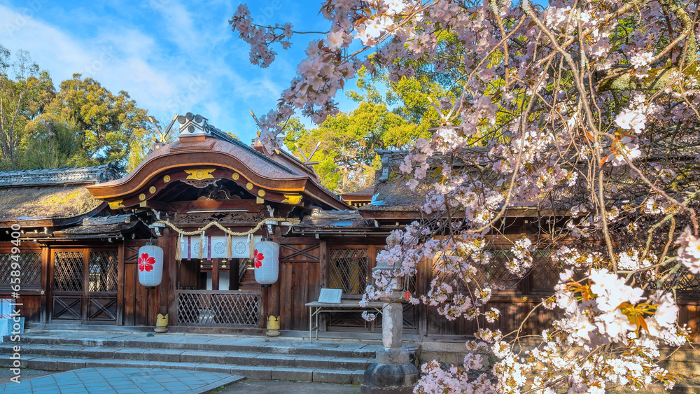 Kyoto, Japan - March 29 2023: Hirano-jinja is the site of a cherry ...