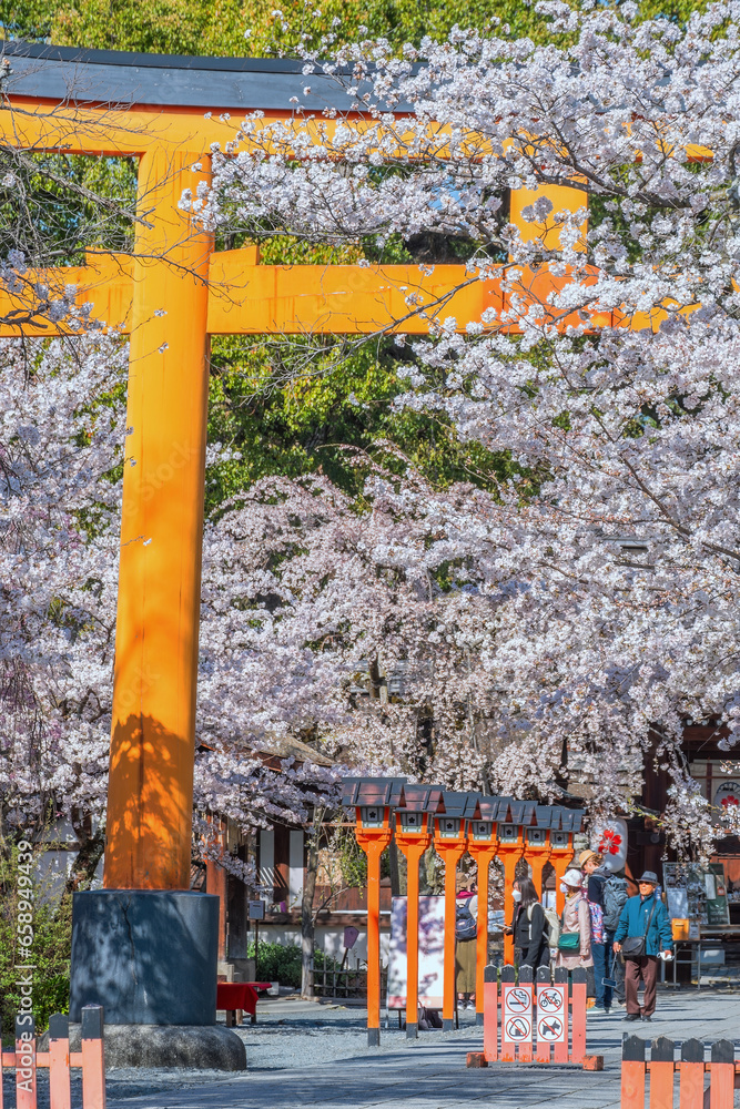 Kyoto, Japan - March 29 2023: Hirano-jinja is the site of a cherry ...