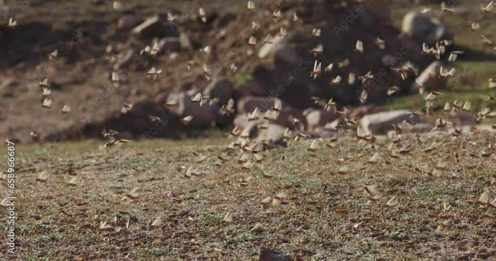 Vidéo Stock Swarm of locusts, invasion of the locust slow motion. Plain ...