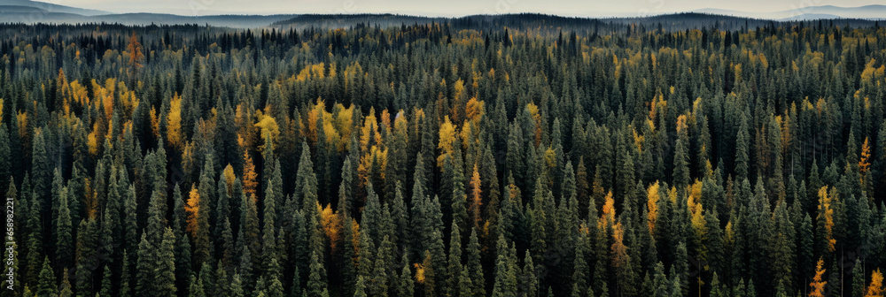 bird's - eye view of a dense boreal forest, a mix of coniferous and ...