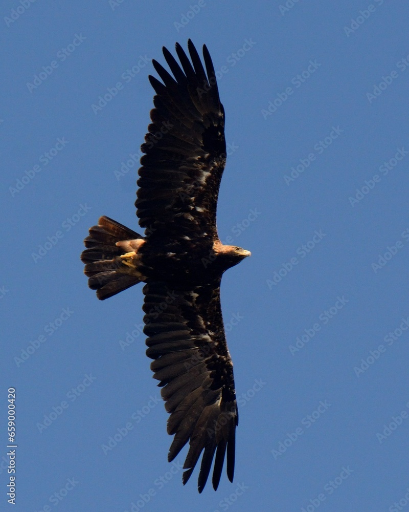Eastern Imperial Eagle (Aquila heliaca) in flight over the Indus River ...