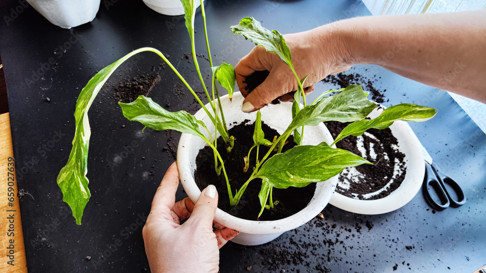 Spring Houseplant Care, repotting houseplants. Waking Up Indoor Plants ...