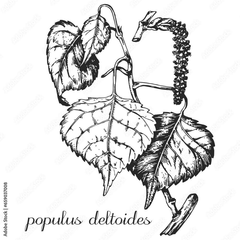 populus deltoides, poplar, medicinal plant, medicinal herbs, black and ...