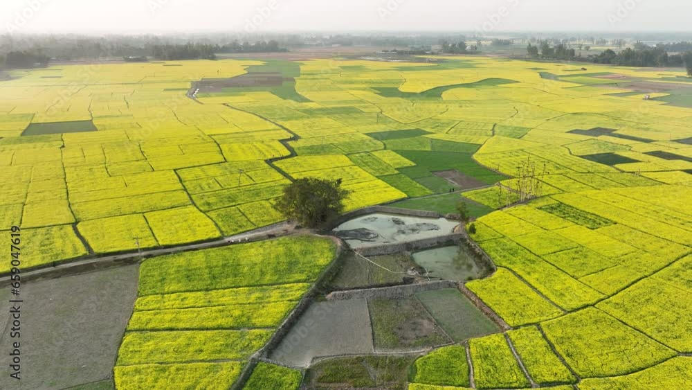 A breathtaking aerial view of a vast yellow mustard field, a sea of ...