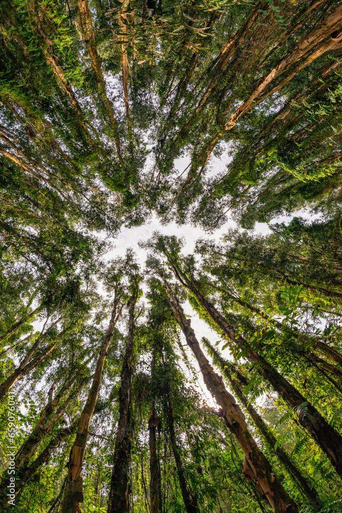 Tra Su forest - Melaleuca Cajuputi forest, a famous destination to ...