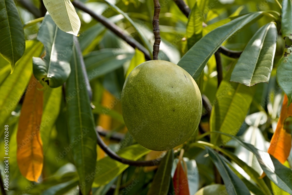 Cerbera odollam is a tree in the Apocynaceae family commonly known as ...