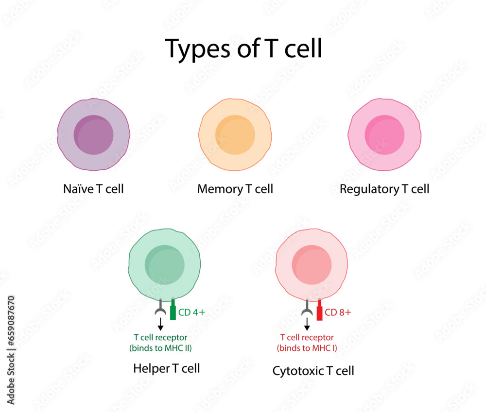 Types of T cell. Naive, regulatory and memory T Cell, helper T cell and ...