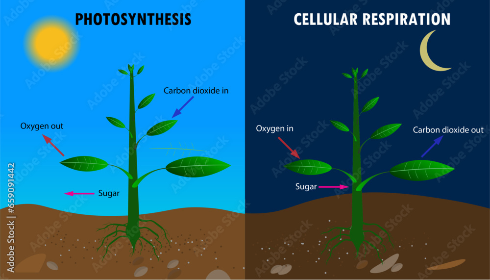 Diagram of Photosynthesis vs cellular respiration Stock Vector | Adobe ...