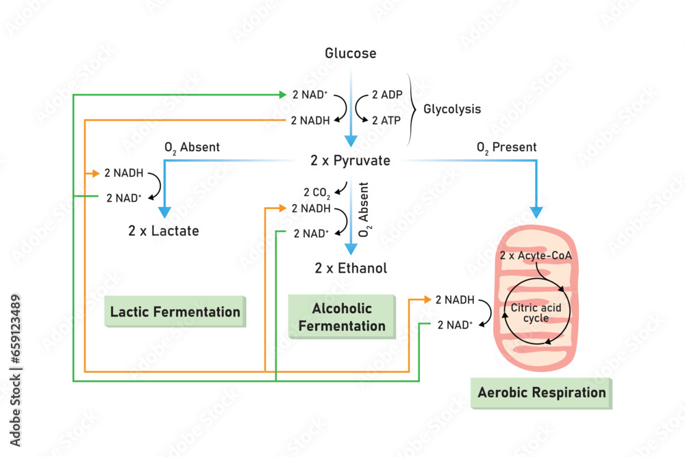 Aerobic and Anaerobic Respiration Scientific Design. Vector ...