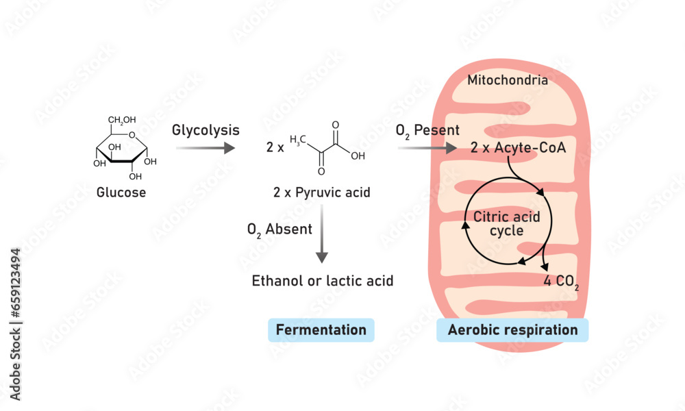 Aerobic and Anaerobic Respiration Scientific Design. Vector ...