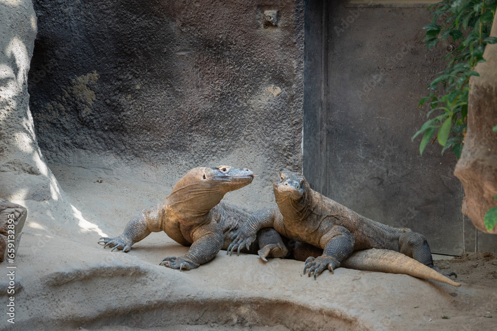 In a fascinating encounter, two Komodo dragons share a moment in their ...
