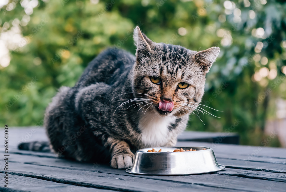 Gray cute cat eating dry food from the metallic bowl on the outdoor ...