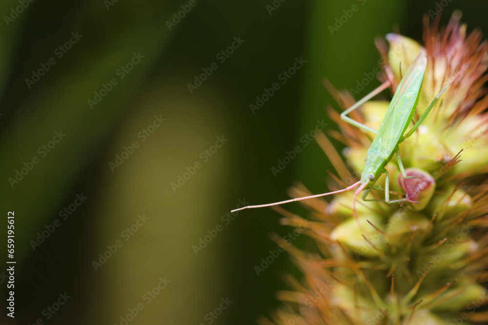 Side view of an insect from Trigonotylus genus (probably rice leaf bug ...