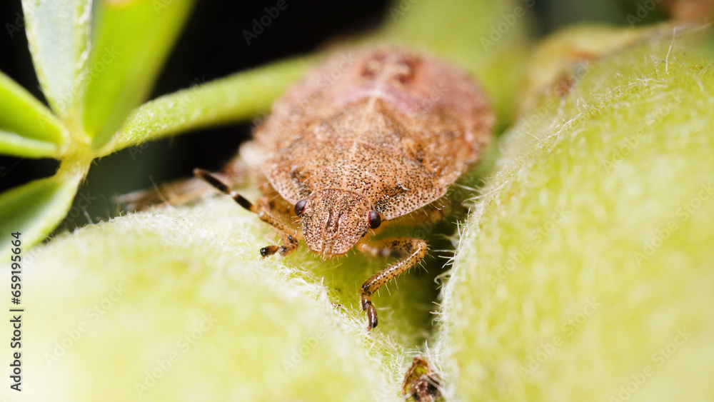 Brown stink shield bug (Pentatomidae family) sitting on a green seeds ...