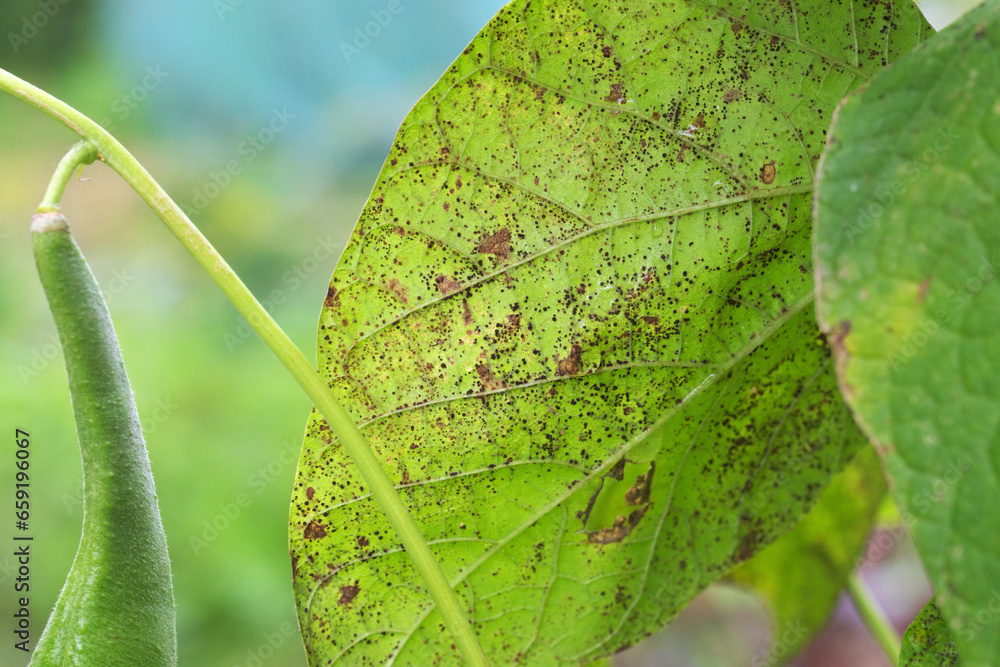 A bean leaf with visible symptoms of rust disease in the form of dark ...