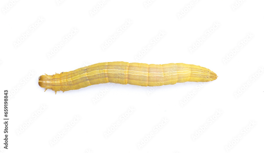 Brown inchworm or inch worm larva caterpillar. Mocis marcida, the ...