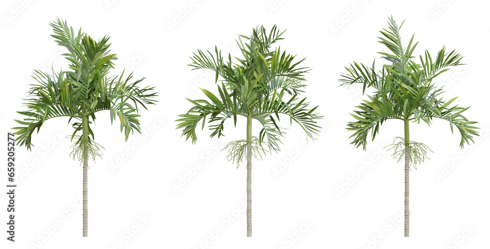 Areca catechu palm tree on transparent background, tropical plant, 3d ...