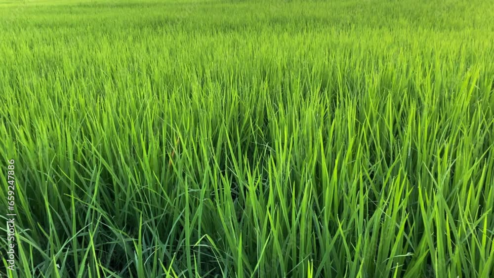 Video landscape of green crops and field. 4K video clip of farming and ...