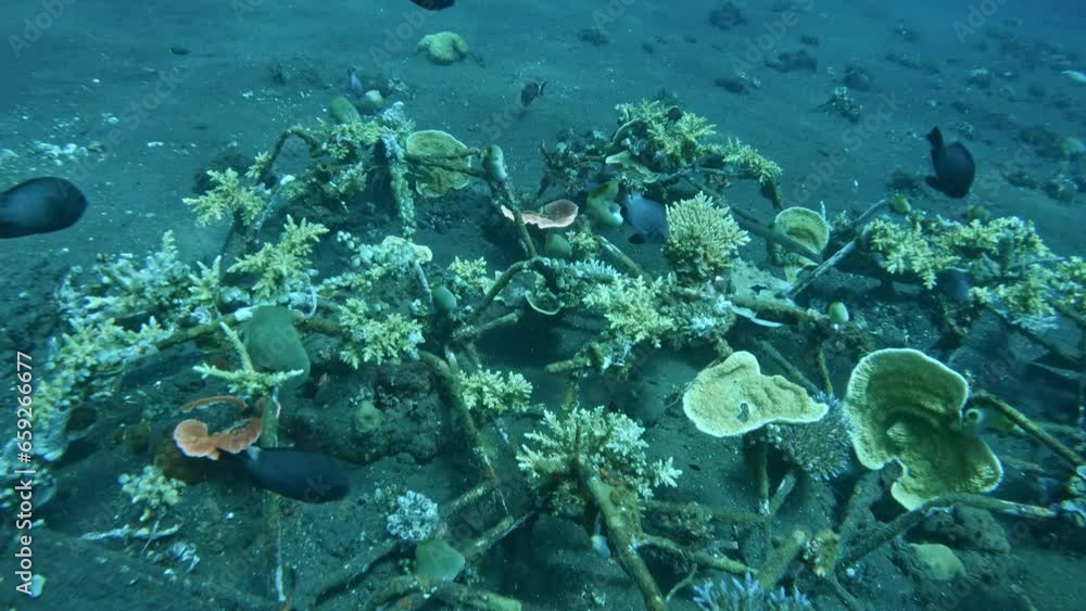 Vidéo Stock fish swimming in coral reef restoration, regrowing coral ...