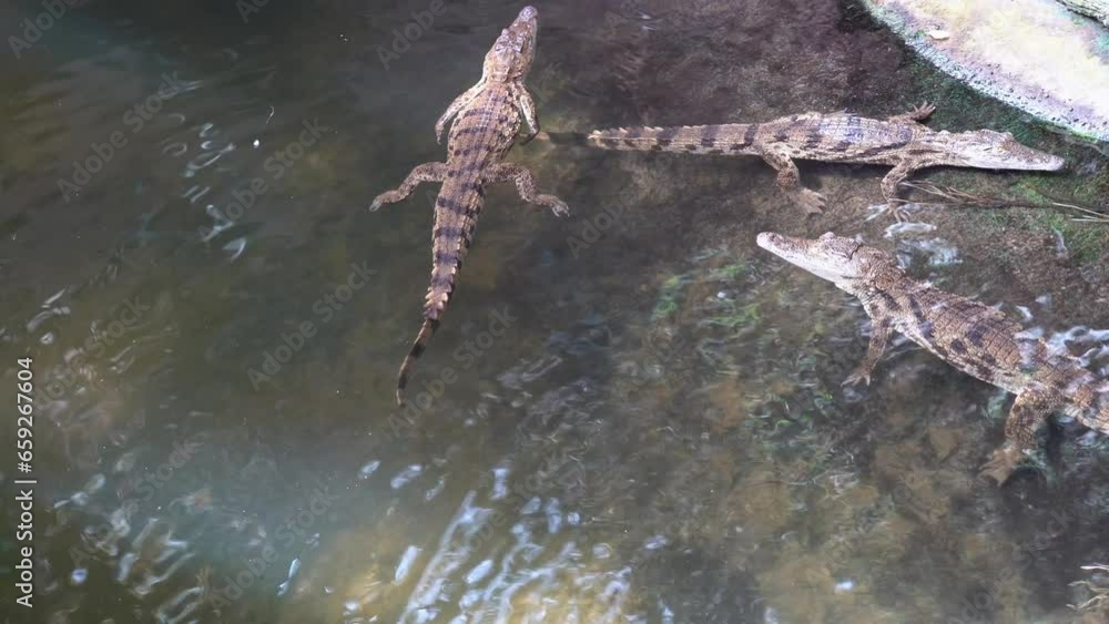 Young African Crocodile hatchling floating in shallow water. High angle ...