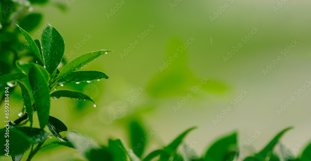 Nature, leaves, rain and water drops. Clean energy. Green business that ...