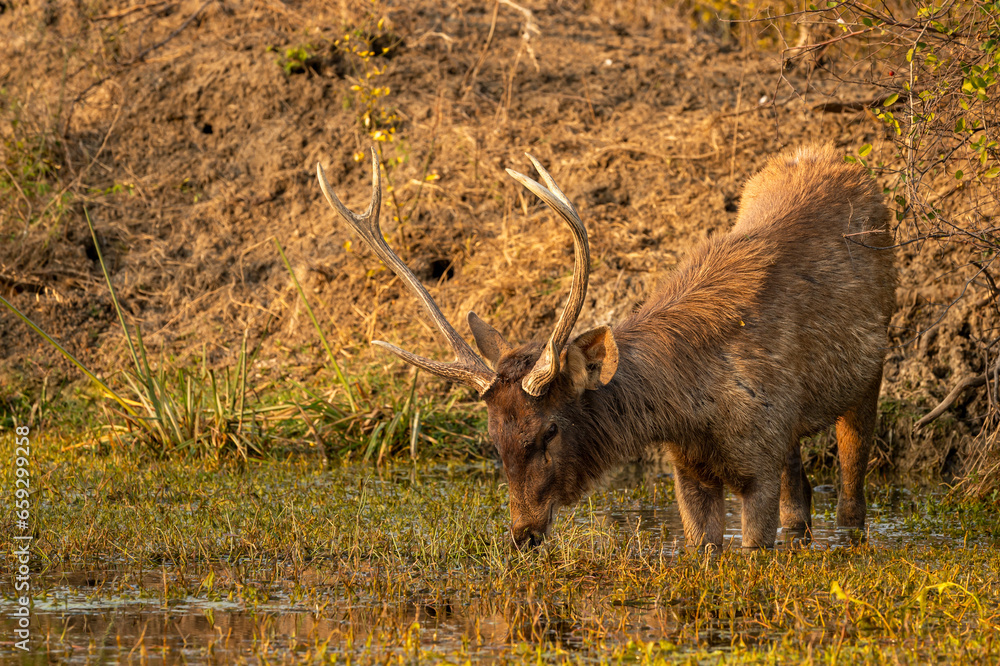 Wild male Sambar deer or rusa unicolor with long horns closeup or ...