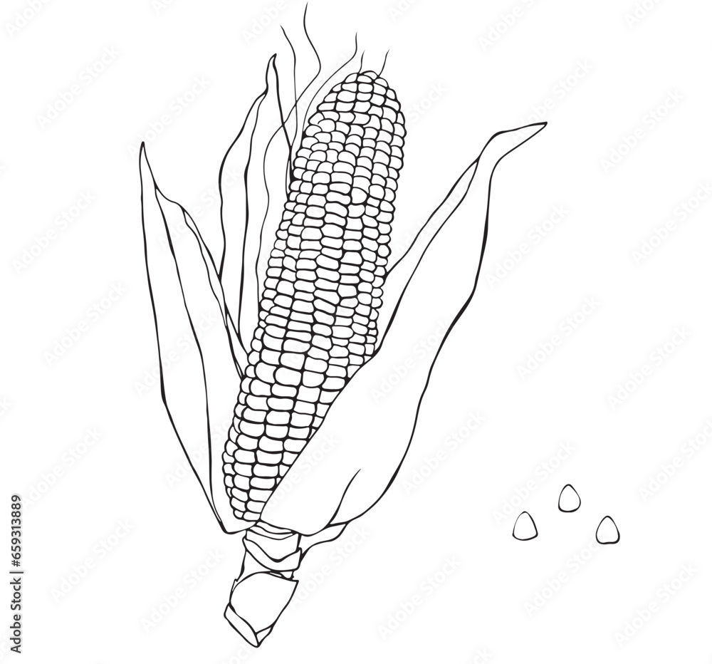 Corn hand drawn vector illustration set. Isolated Vegetable engraved ...