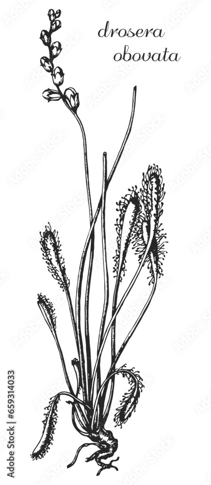 drosera, drosera obovata, monochrome flower, medicinal plant, medicinal ...