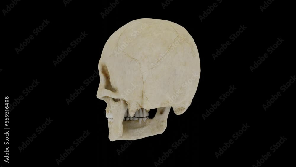 3D Rendered Human Skull rotation with seamless loop animation, detailed ...