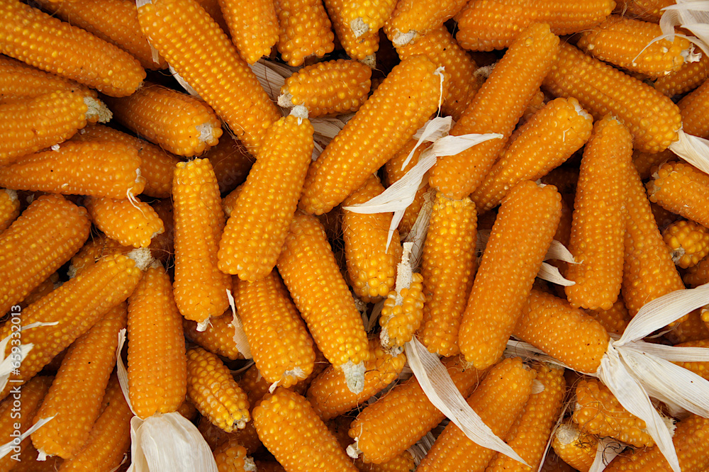 Pile of husked sweet corn cobs Stock Photo | Adobe Stock