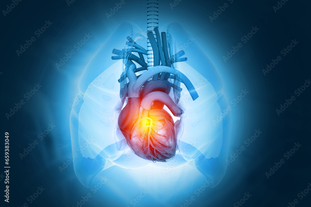 Anatomy of human heart. Cardio puls line. Structure and function of the ...