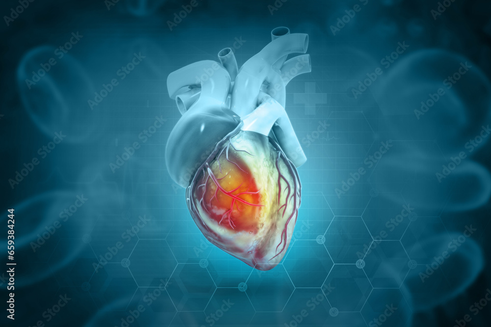 Poster Anatomy of human heart – Wall Art | UkPosters