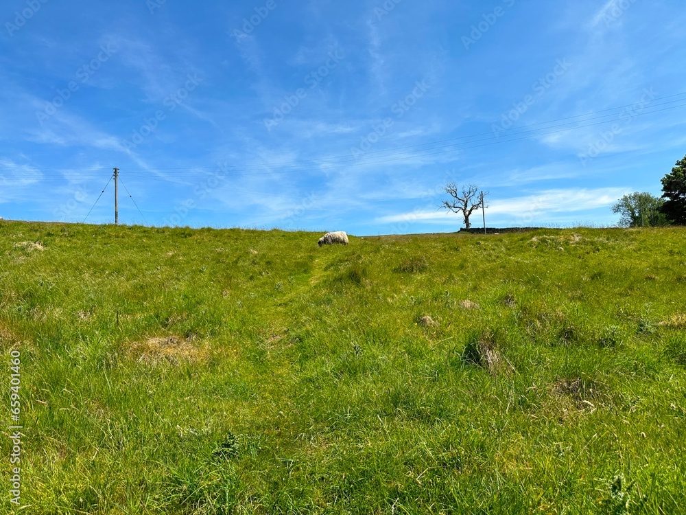 Rural scene, with a sloping field, wild grass, plants, and a lone sheep ...