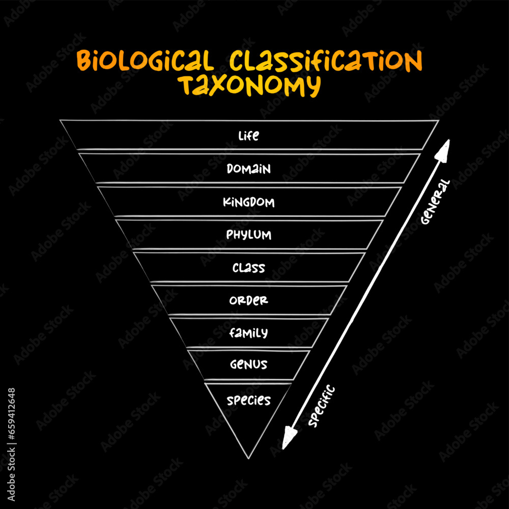 Biological classification taxonomy rank - relative level of a group of ...