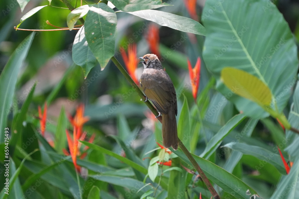 The Straw-headed Bulbul (Pycnonotus zeylanicus) is a species of ...