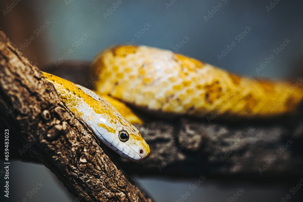 Portrait d'un joli petit serpent des blés ou Pantherophis Guttatus dans ...