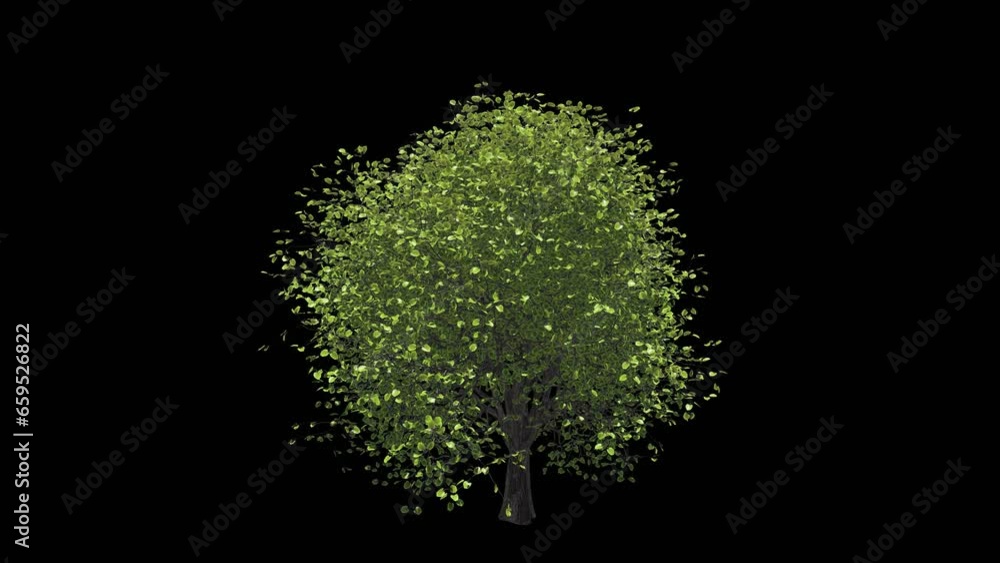 Beautiful growing tree animation with wind. 3D animated realistic tree ...
