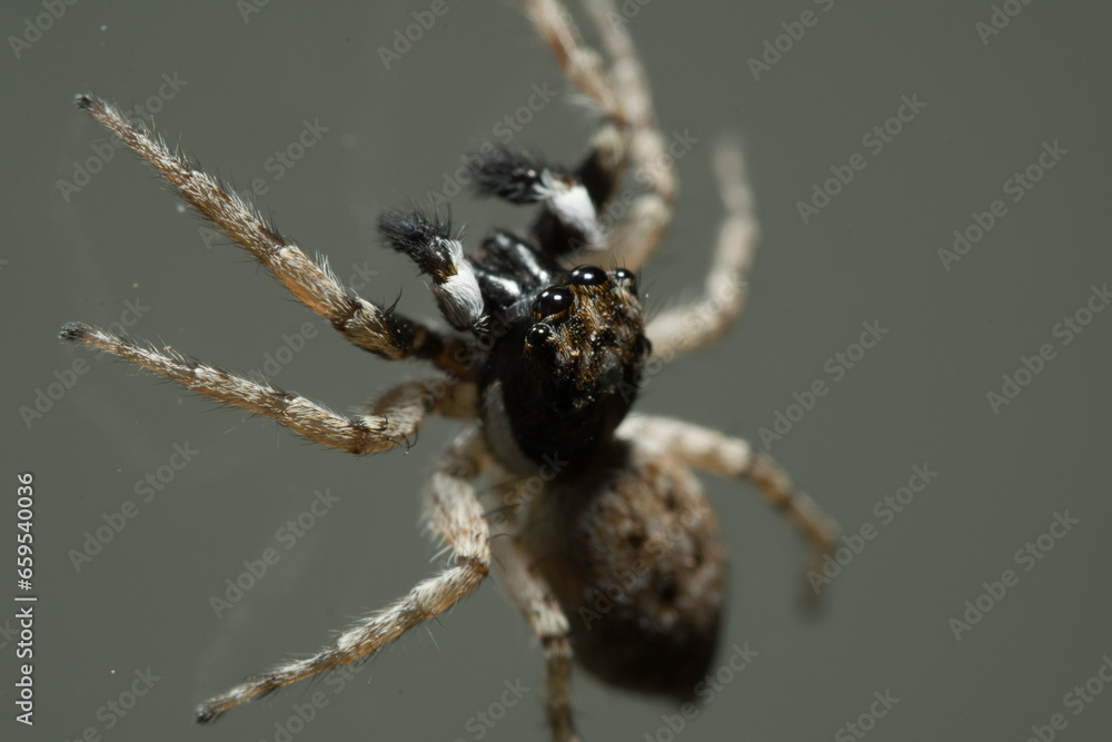 Artistic close ups of a fat spider or Steatoda bipunctata, a common ...