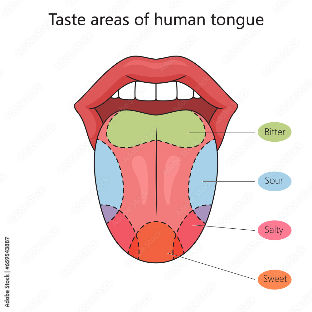 Taste zones of the human tongue structure diagram schematic raster ...