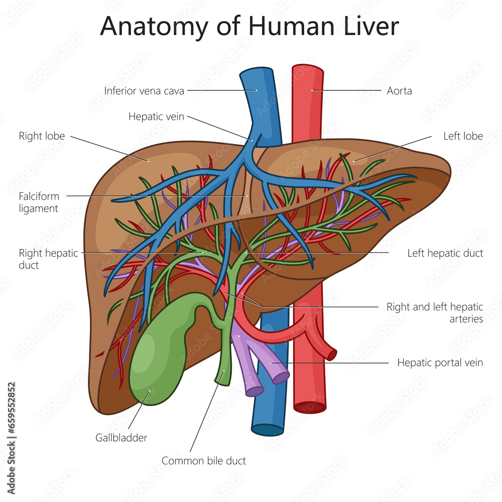 Human liver anatomy structure diagram schematic raster illustration ...