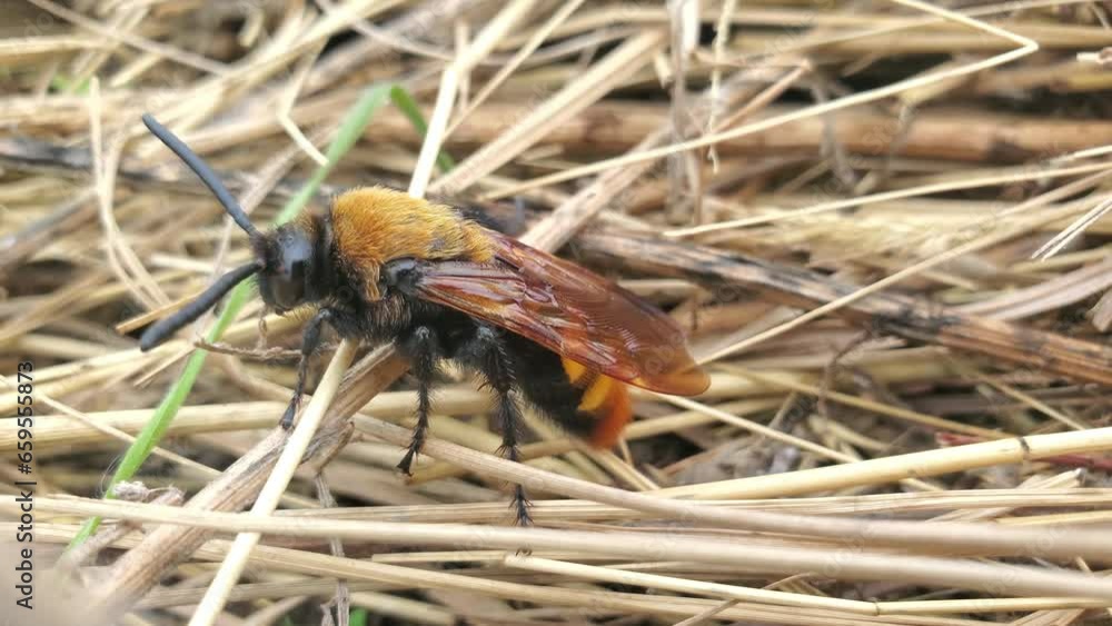 Mammoth wasp (Megascolia maculata, female, largest Hymenoptera) moves ...