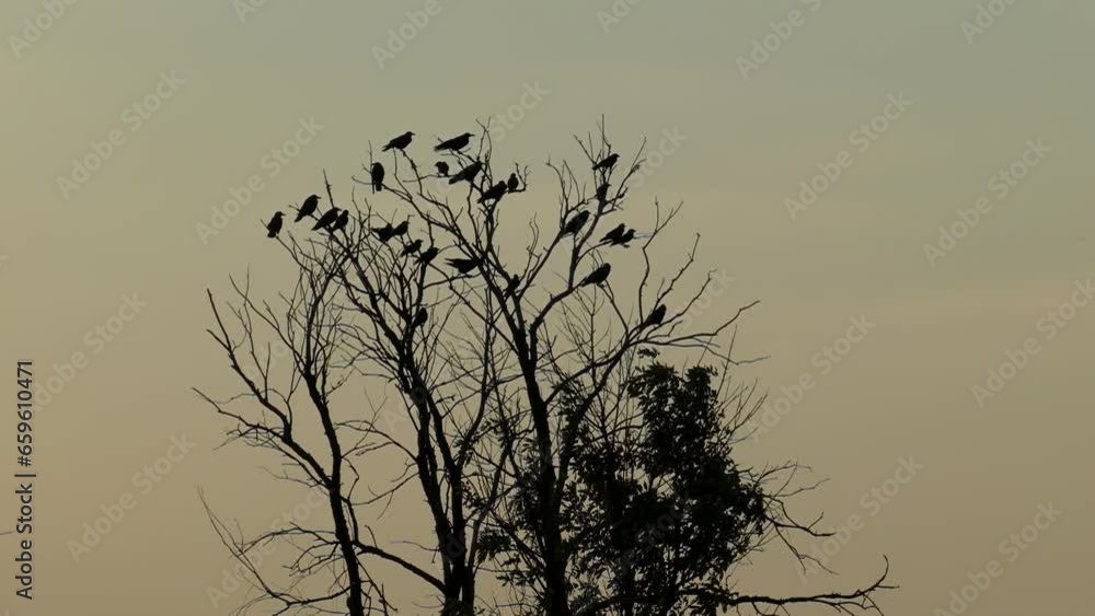 A flock of crows takes off from a dry tree in slow motion. Silhouettes ...