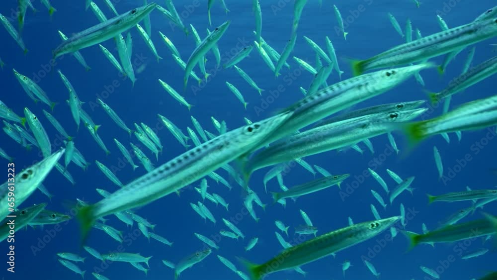 Front side, Many Barracuda floating in water column, Slow motion ...