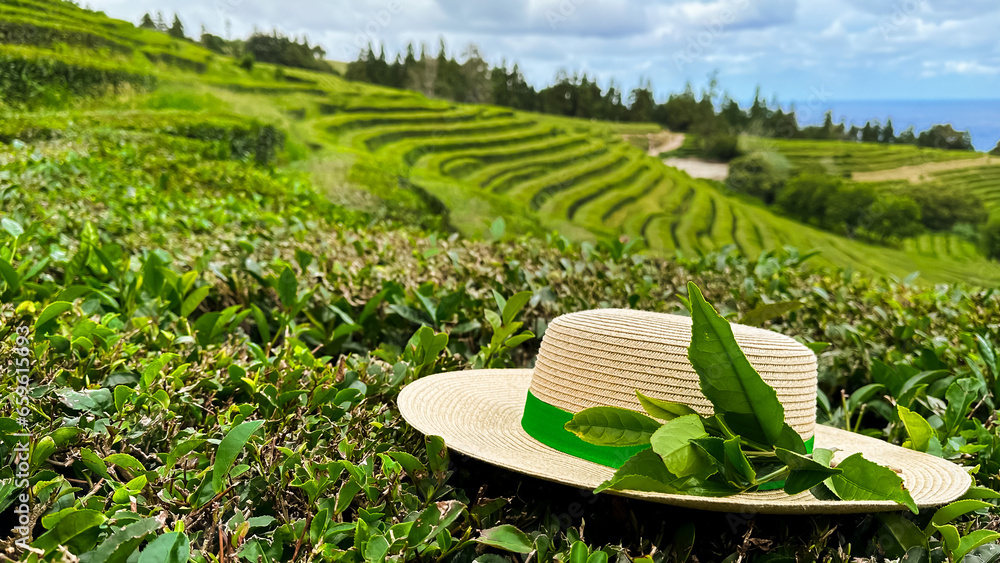 Tea plantation in Azores Sao Miguel. Gorreana Tea factory and field is ...