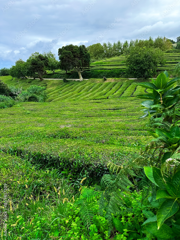 Green tea plantation in Azores Sao Miguel. Lines of green tea in ...